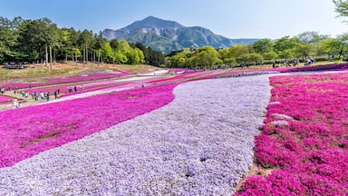 Um parque com fileiras de flores roxas e cor-de-rosa, uma montanha ao fundo e pessoas caminhando.