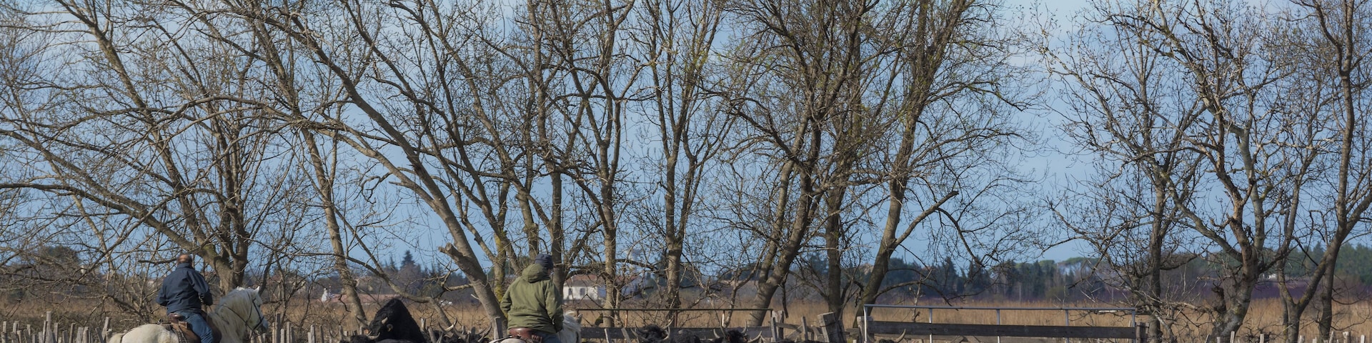 Gardian and Camargue cattles in the commune of Saint-Gilles, Gard, France