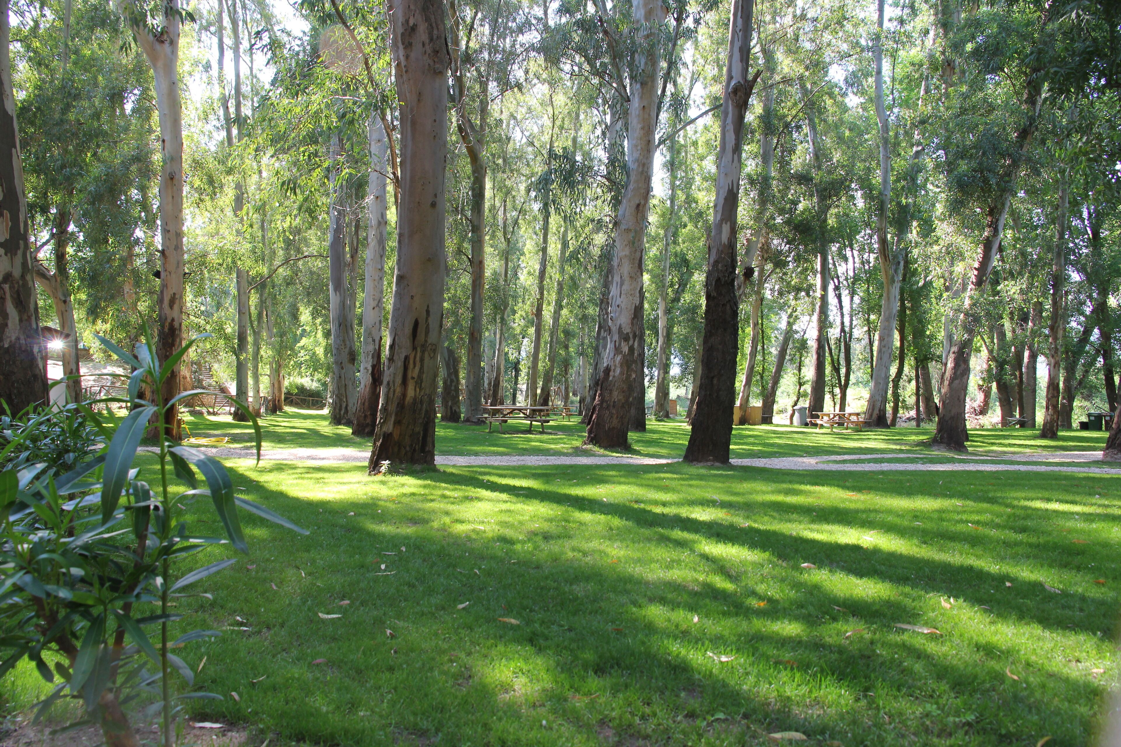 Um parque com árvores altas, grama verde e mesas para piquenique.