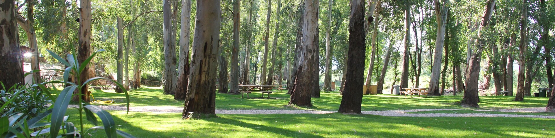 Um parque com árvores altas, grama verde e mesas para piquenique.
