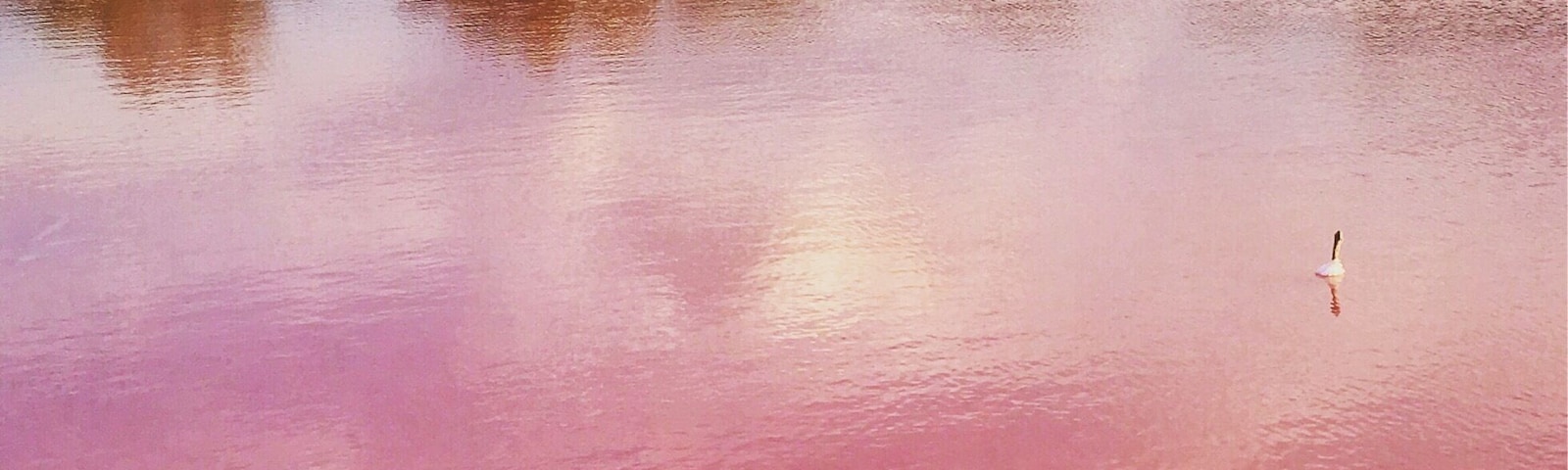 unreal pink colored salt ponds, hundreds if not thousands of pink flamingos and a good spot to spend the night.