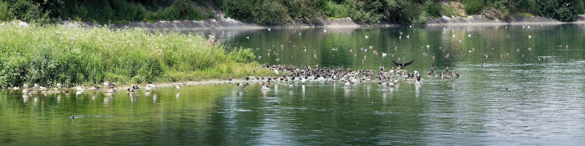 140 degree Panorama of a crowd of waterbirds in the eastern part of Ismaninger Speichersee. The Ismaninger Speichersee is an artificial lake, northeast of Munich, between Ismaning and Neufinsing.