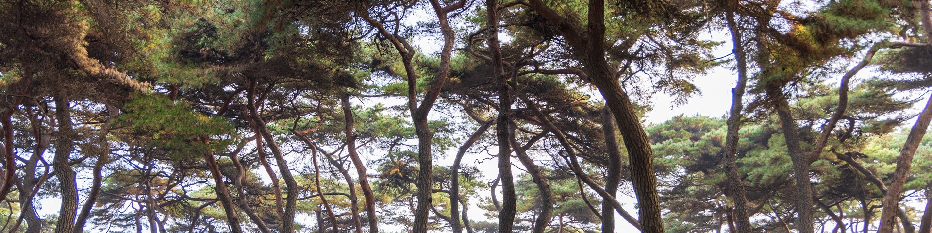 Uma floresta densa com árvores altas e algumas pessoas caminhando por ela.