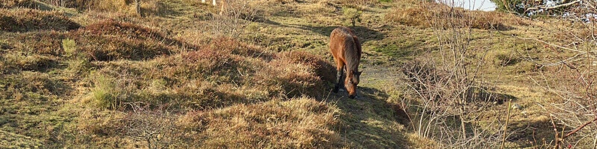 Coppia di cavalli al pascolo