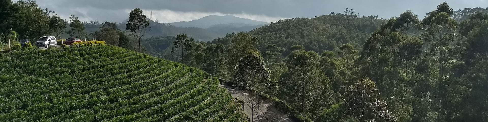 Uma plantação de chá exuberante com campos em socalcos e uma estrada sinuosa.