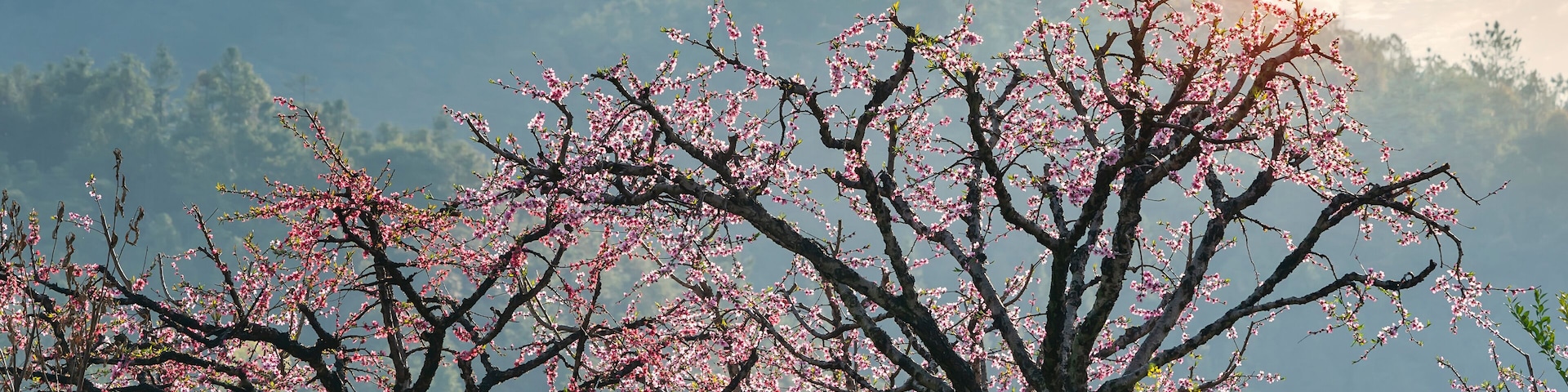 Paisagem com árvores em flor e um muro de pedra.