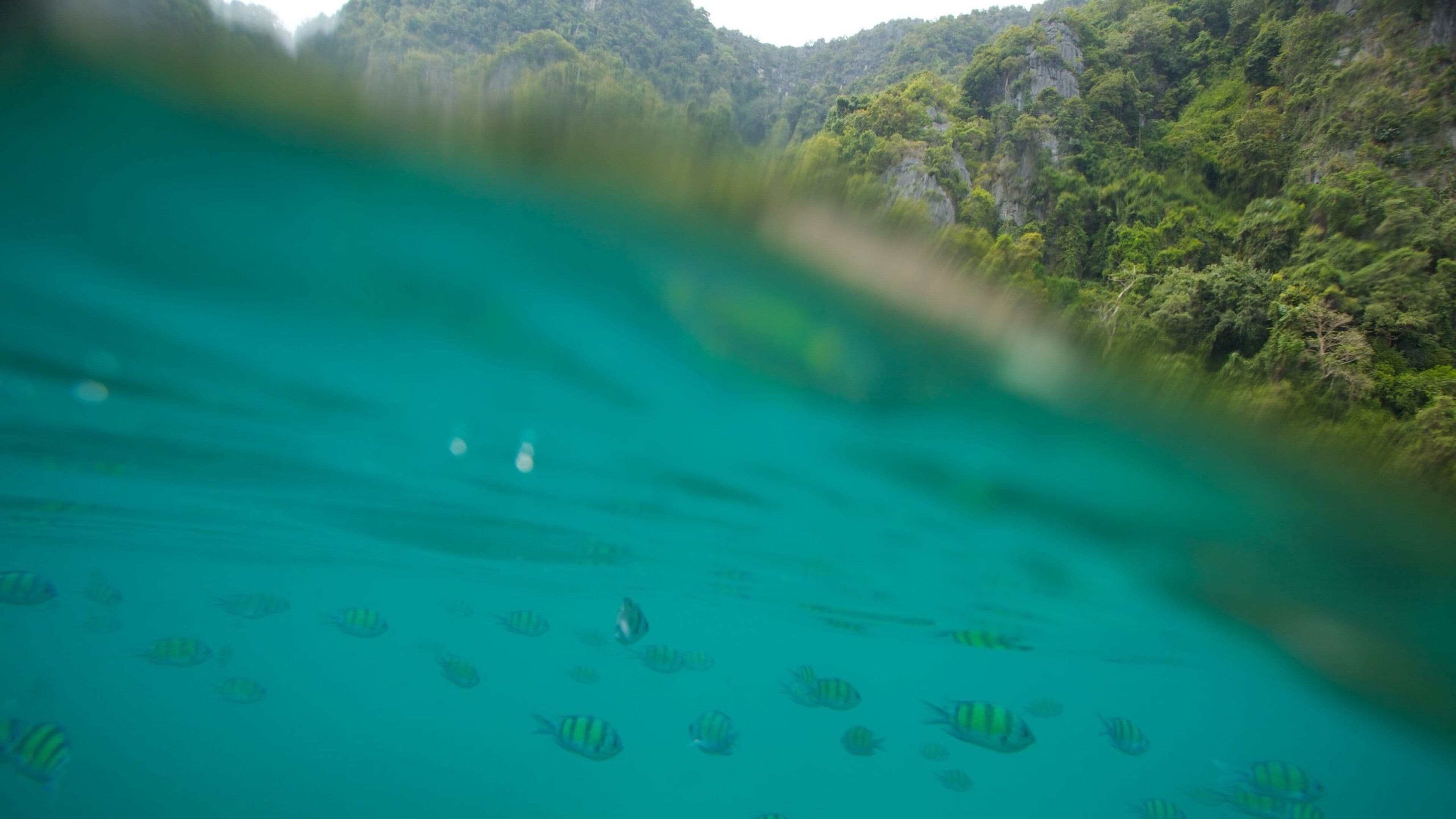 Mar turquesa com peixes listrados nadando, cercada por colinas verdes exuberantes.