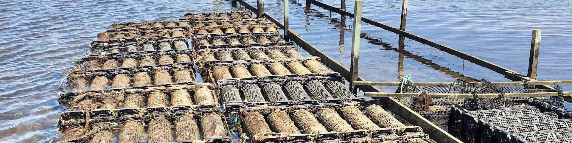 The oyster beds for Freycinet Marine Farm. Their storefront where you can buy them by the dozens are just a couple of miles from where they are “grown”.