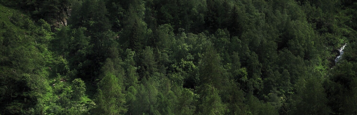 On the road to Lago di Pian Palù you can find and explore a large complex of World War One Bunkers. Oh and many trees and waterfalls.