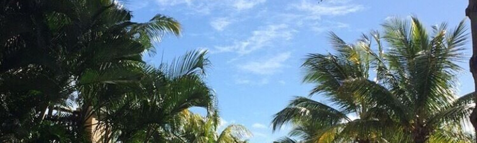 Um resort tropical com palmeiras, céu claro e vista para o oceano.