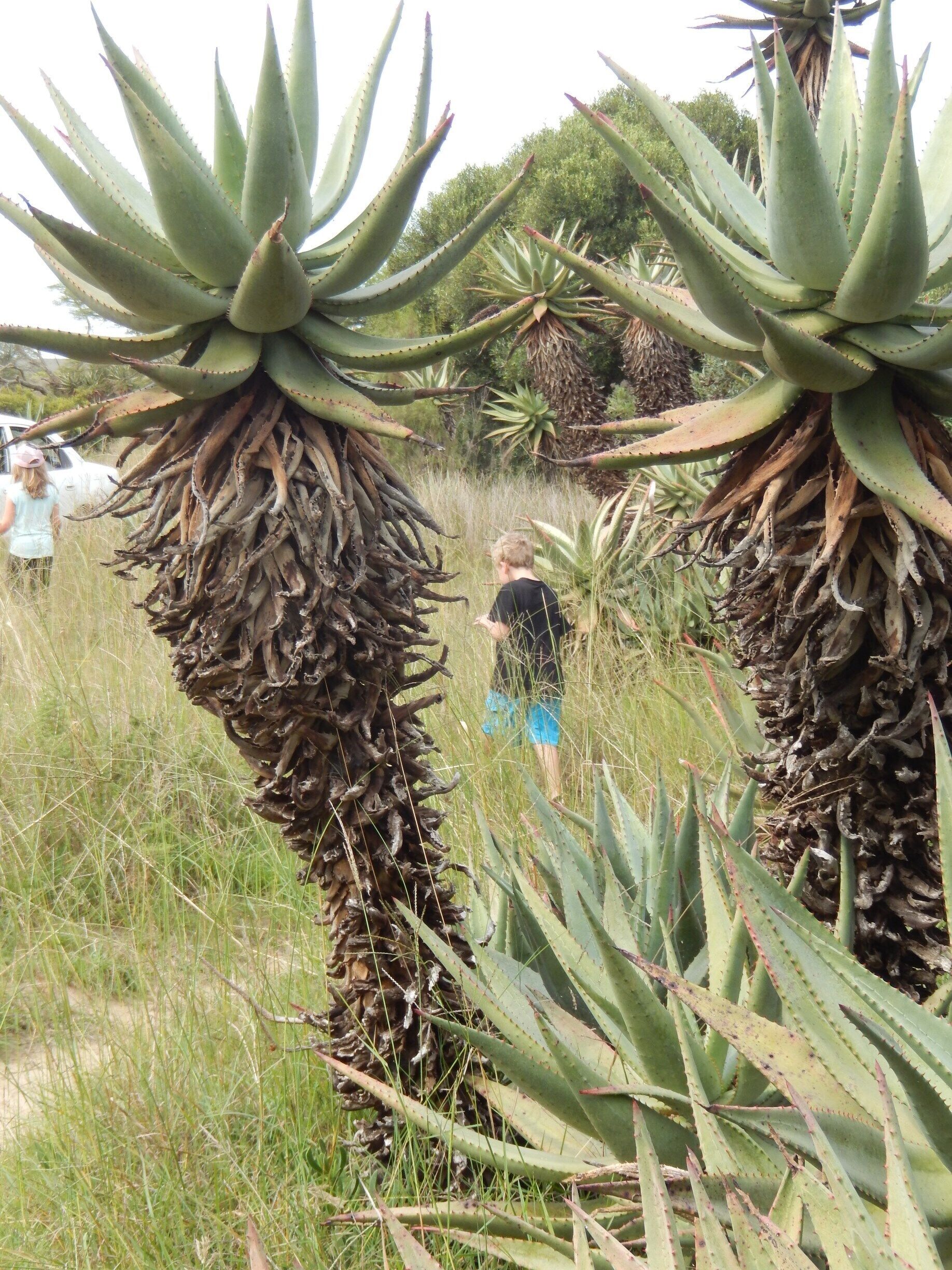 Grandes plantas de aloe com folhas grossas e espinhosas numa área gramada.