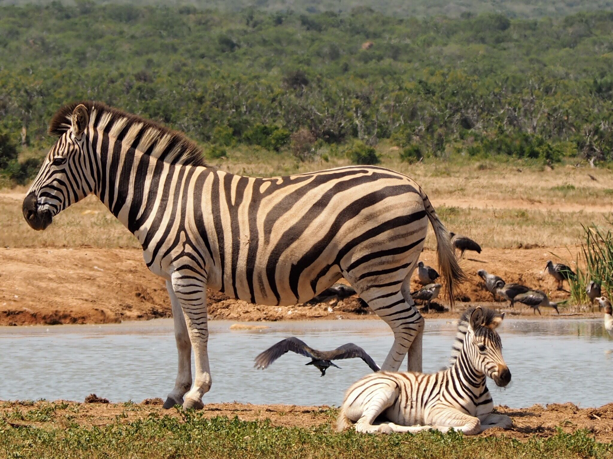 Uma zebra em pé perto de um corpo d'água, com outra zebra deitada.