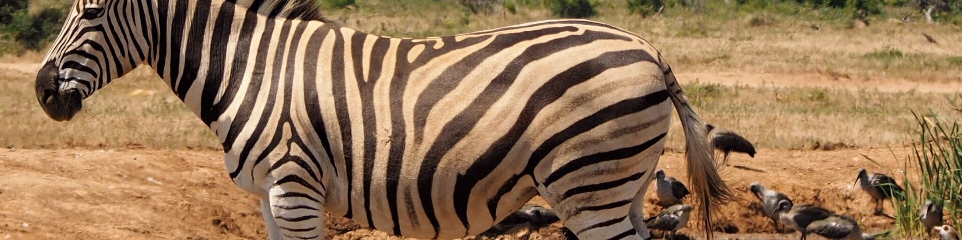 Uma zebra em pé perto de um corpo d'água, com outra zebra deitada.