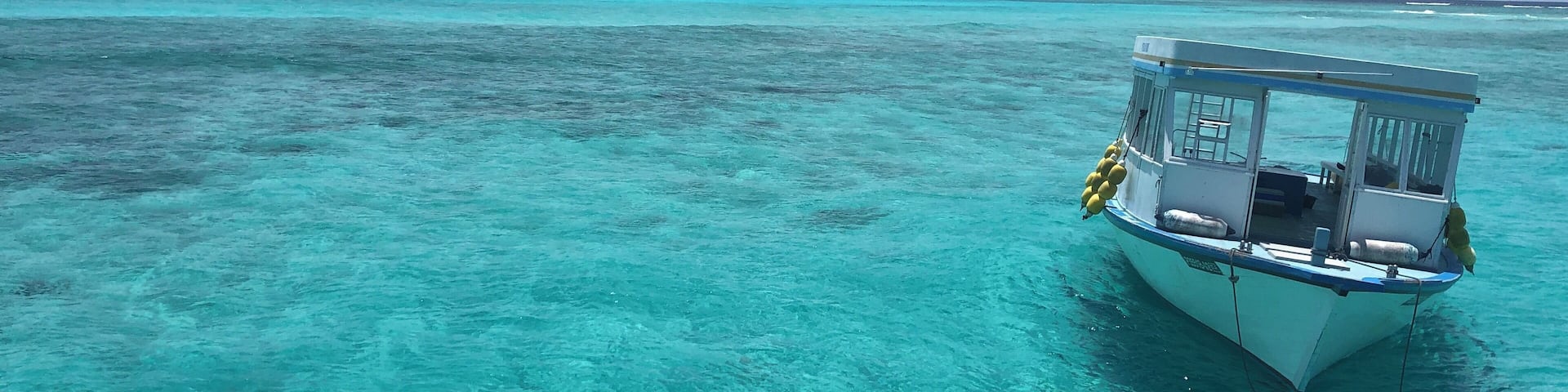 Not many Mantas at the Bay this morning, only about 10-15 of them