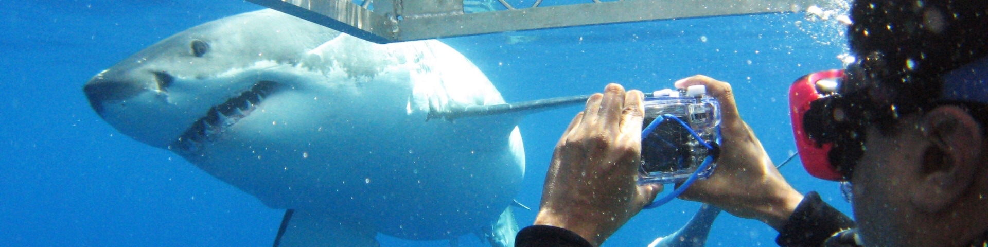 Eyre Peninsula caracterizando vida marinha assim como um homem sozinho