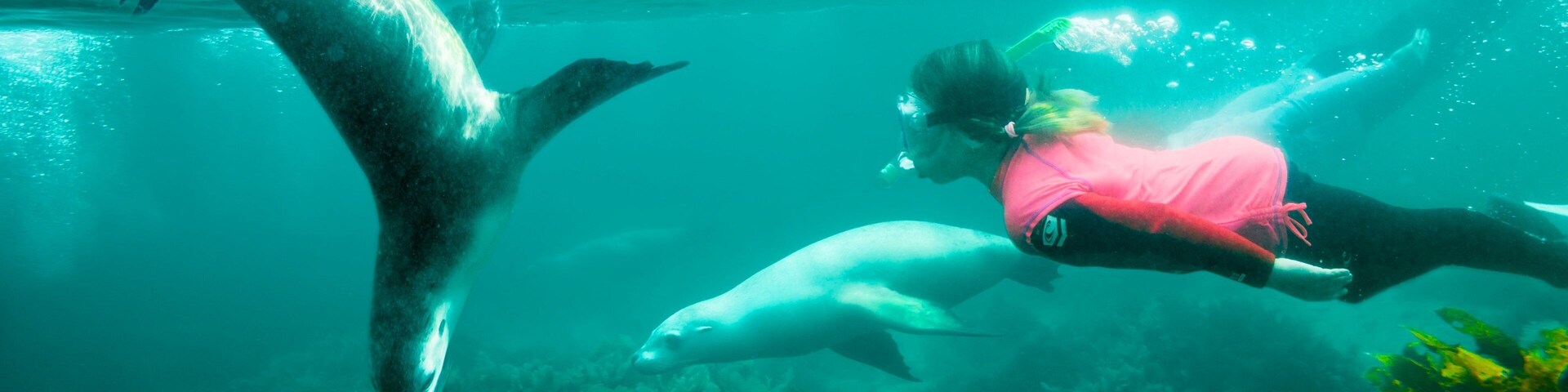 Eyre Peninsula showing snorkeling and marine life as well as an individual femail