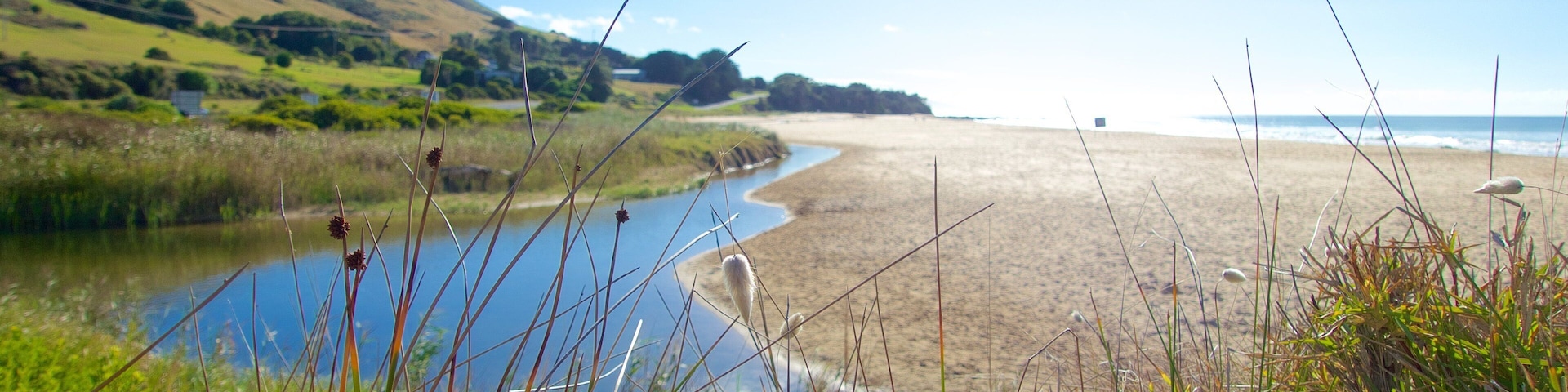 Skenes Creek which includes wildflowers and general coastal views