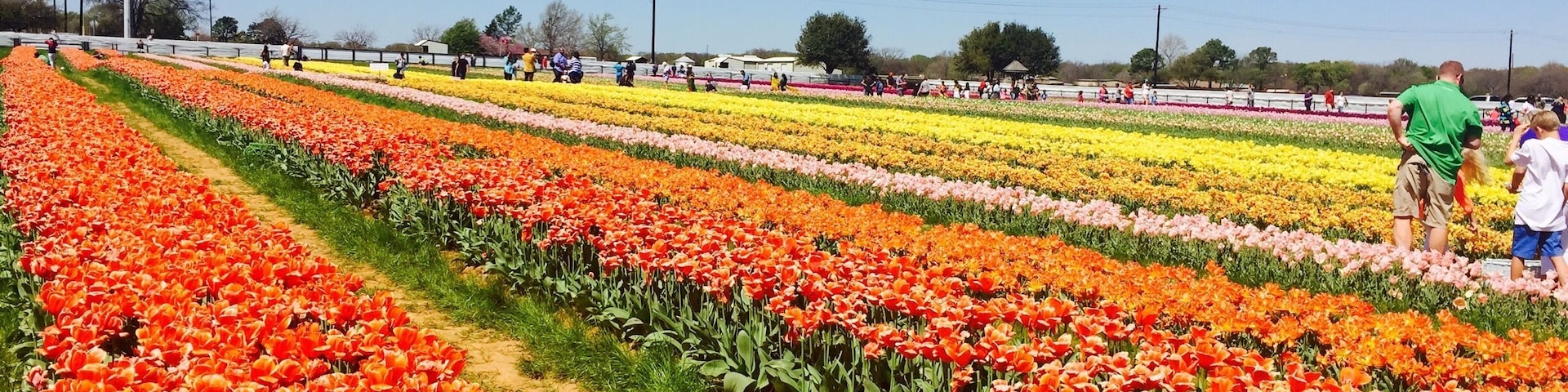 Texas tulips was this amazing Pick your own Tulip place in North Texas. The drive to Pilot Point was filled with green fields and ponds! There is no entry fee but the cost of a tulip is $2.50. There are picnic tables for lunches and a small hay maze! Great idea for a day trip with the kids!!!
#colorful