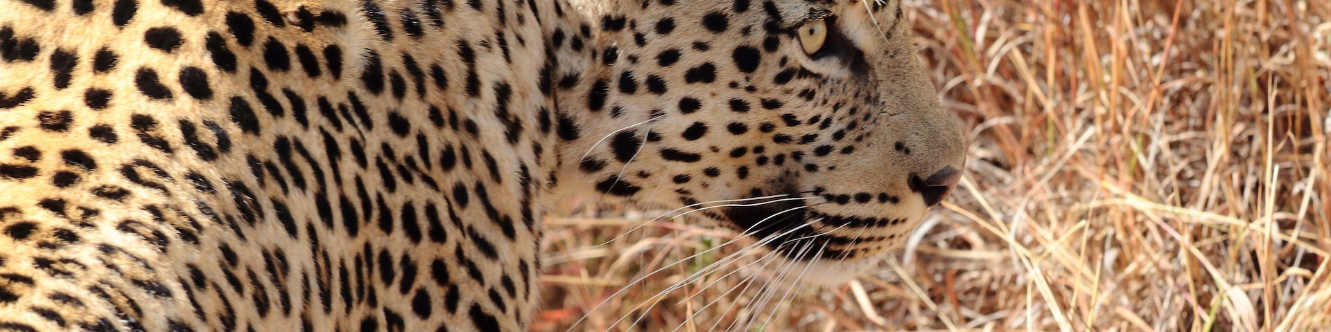 Took to Welgevonden hoping to see this one. We had just stop for a light snack when bushmen and park rangers shouted "leopard, leopard"; we rushed back to the truck and our amazing driver blocked the other vehicules so we could witness this beast come out of the bush. I was at the back of the truck and he walked out in front of me. Soo intense. #lifeatexpedia.