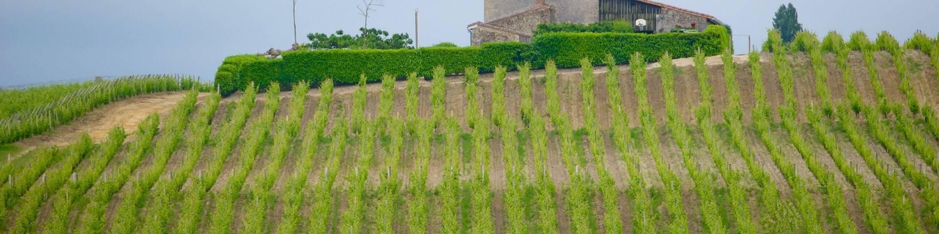 Bordeaux Wine Region