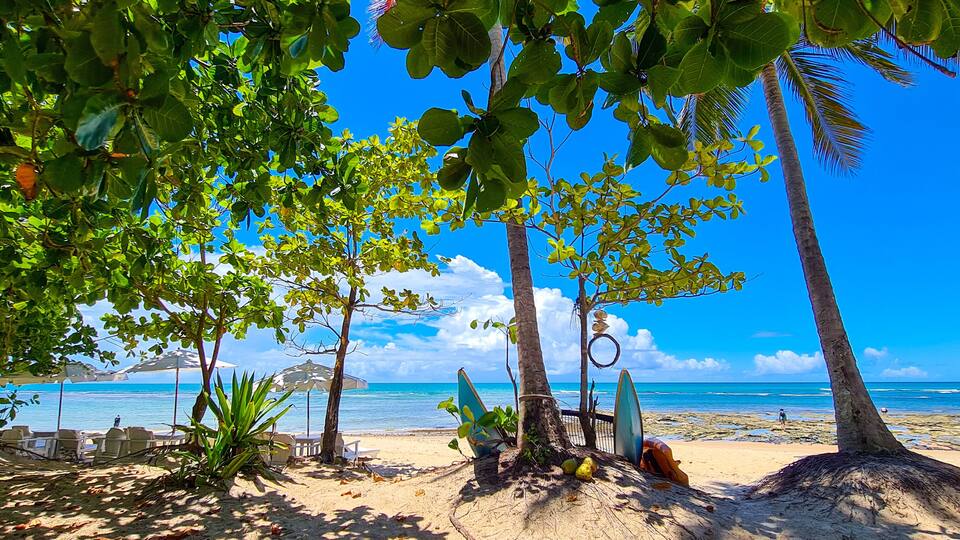 Uma praia com palmeiras, cadeiras de praia e pranchas de surf.