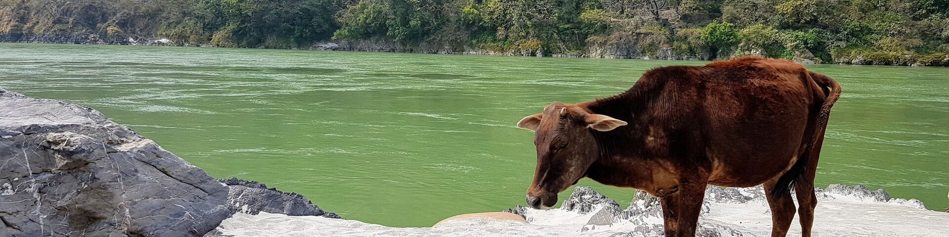 Uma vaca marrom em uma praia arenosa, com um rio ao fundo.