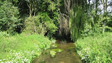 Um riacho estreito com águas cristalinas, cercado por vegetação exuberante e árvores.