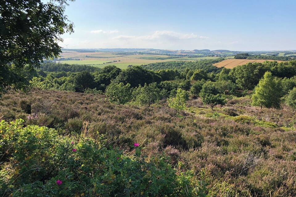 Paisagem acidentada com vegetação densa e árvores dispersas.