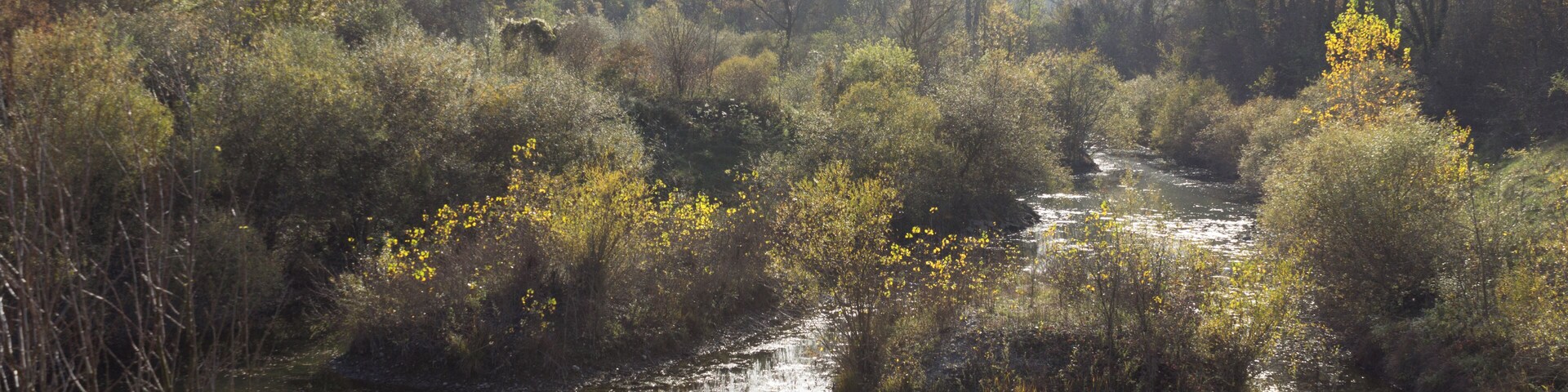 Flore de l'Île de la Table-Ronde en automne.