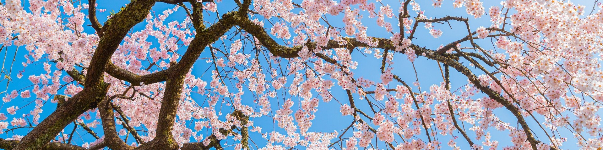 Chubu showing wildflowers