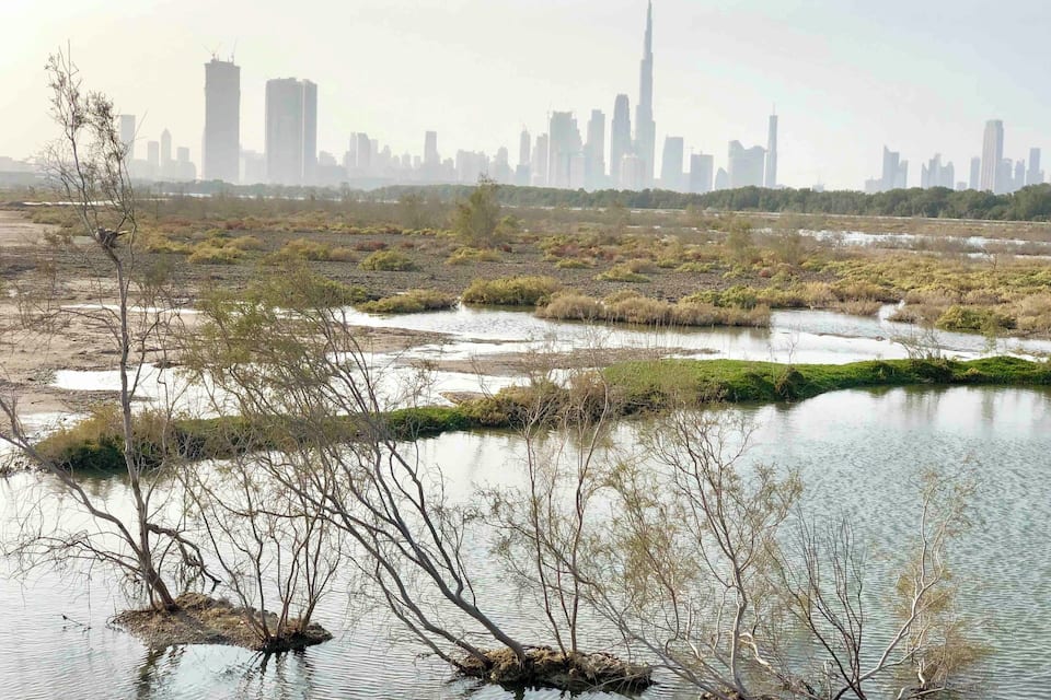 Uma paisagem de zona úmida com vegetação escassa e um horizonte urbano distante.