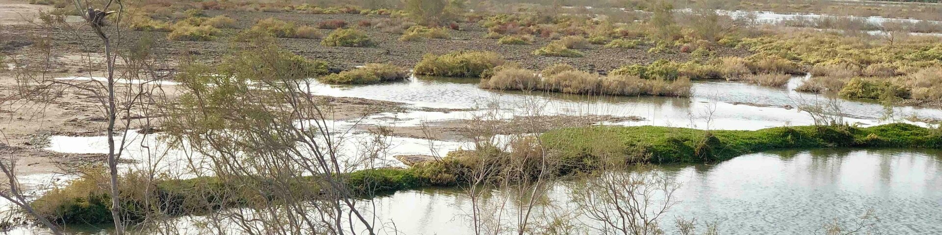 Wetlands for birds watching with Dubai Skyline behind