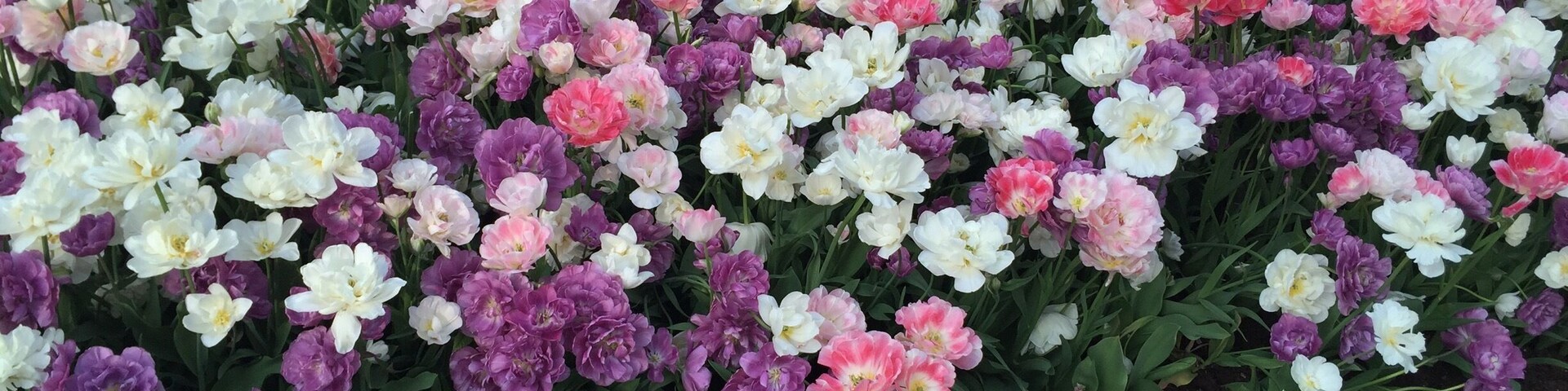 Tulpanrabatt i Kungsbacka.