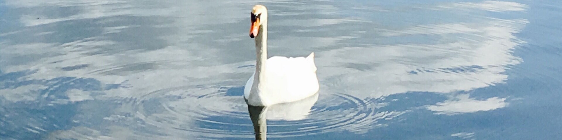 Swan gliding through the water at Shustoke. Great place for an afternoon walk.