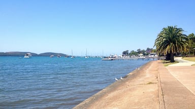 Um passeio marítimo tranquilo com barcos, uma passarela de concreto e uma palmeira.