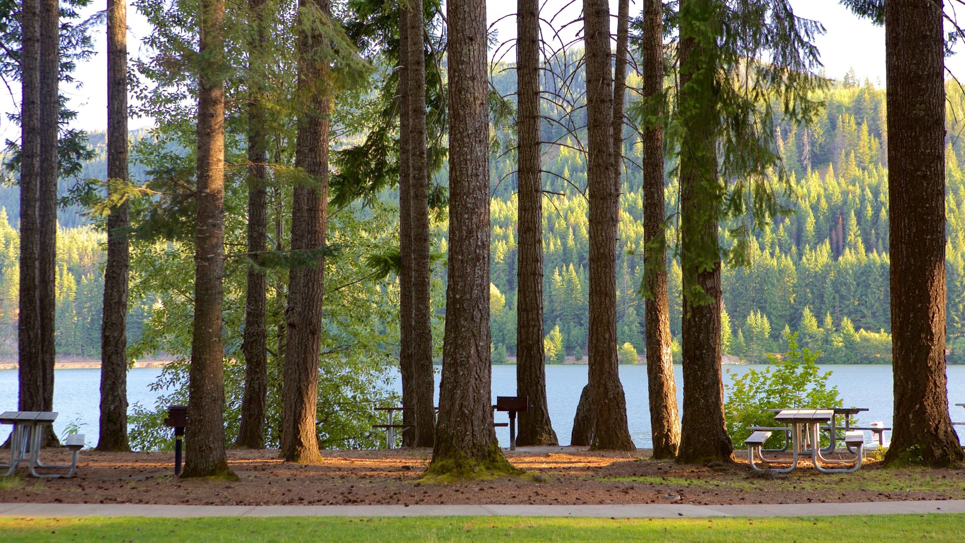 Uma área arborizada com árvores altas e um lago ao fundo.