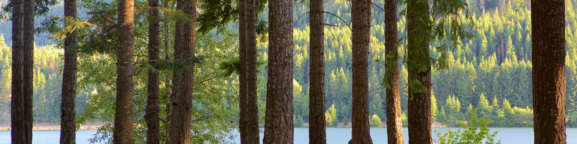Uma área arborizada com árvores altas e um lago ao fundo.