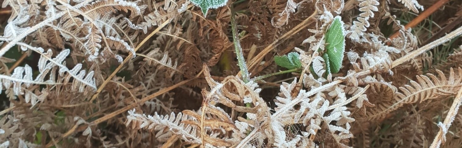 The first day of frost I've seen this year !