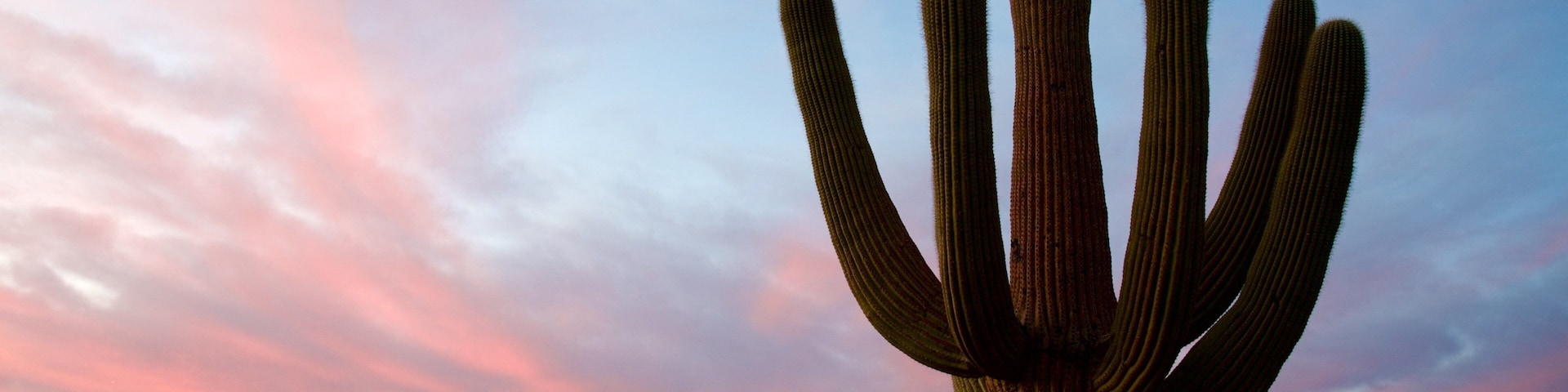 Saguaro National Park featuring desert views and a sunset