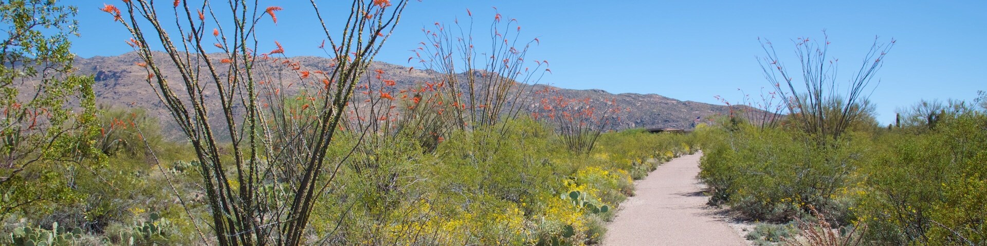 Uma trilha de cascalho serpenteia por uma paisagem desértica com cactos e plantas floridas.