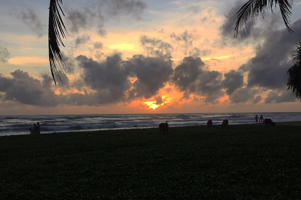 Praia ao pôr do sol com silhuetas de pessoas e gado, palmeiras e um céu nublado.