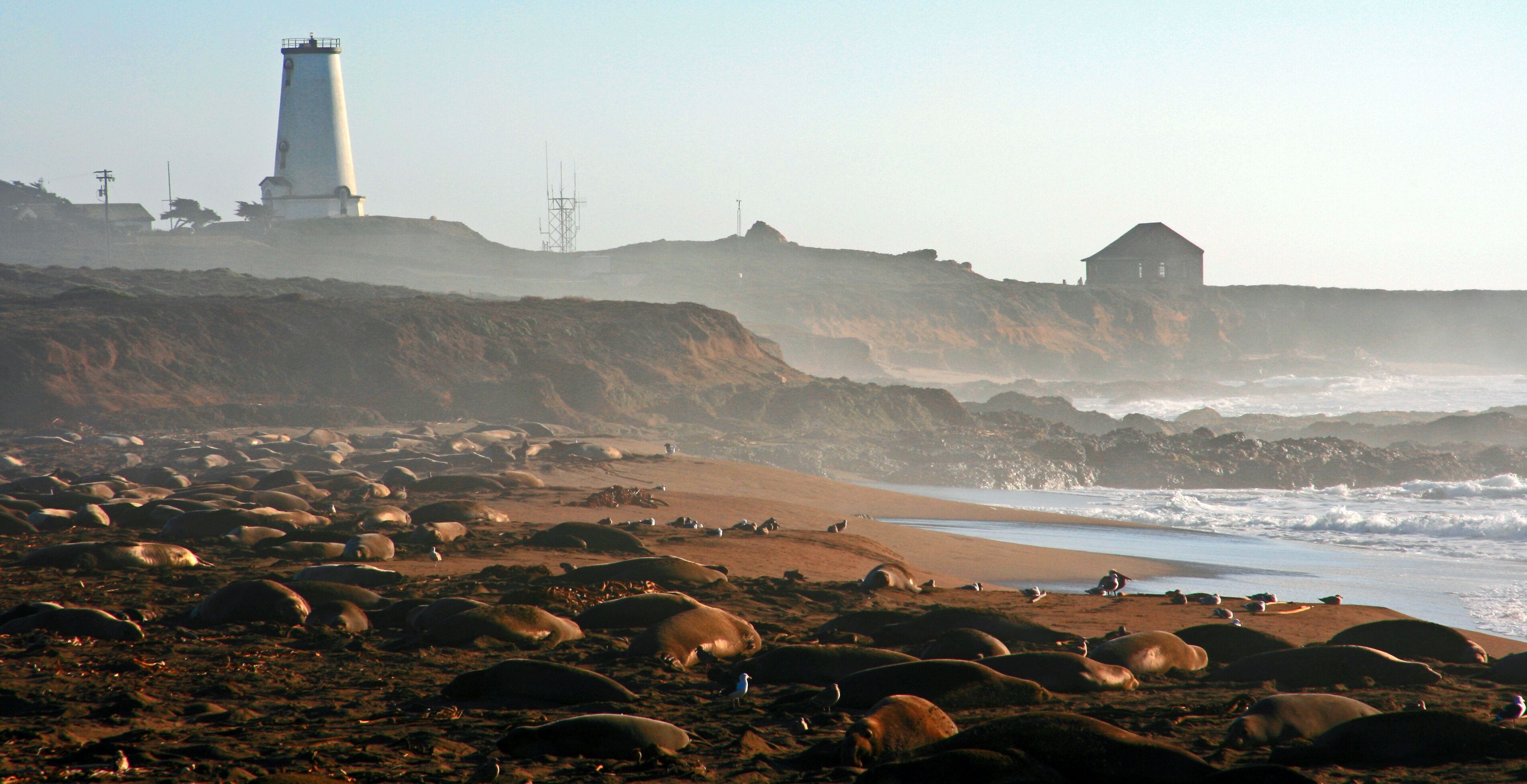 Uma praia rochosa com um farol, um pequeno edifício e um grupo de focas descansando na areia.