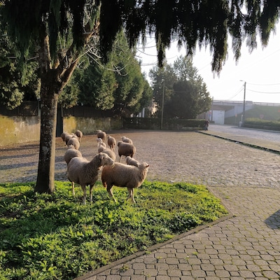 This was the sign, that I am actually living in the countryside within the city 🤫 🐑
#Portugal #animals #sheep #Porto #landscape #countryside