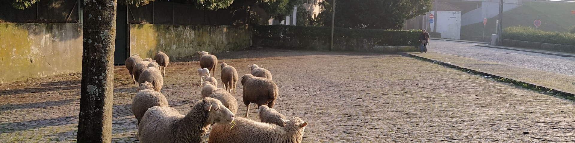 This was the sign, that I am actually living in the countryside within the city 🤫 🐑
#Portugal #animals #sheep #Porto #landscape #countryside