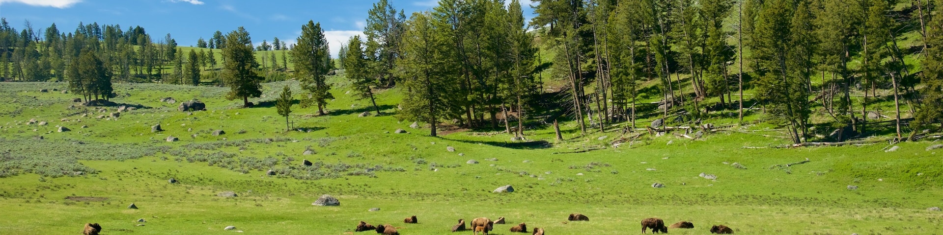 Yellowstone National Park