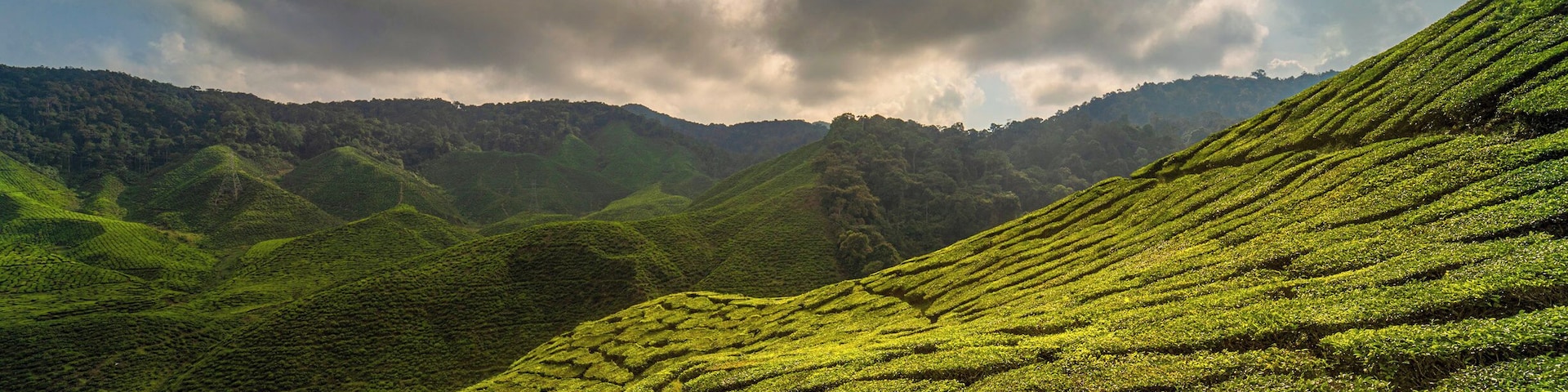 Cameron Highlands region where higher elevation makes it one of the only places you may actually feel chilly in Southeast Asia.
#malaysia #tea #plantage