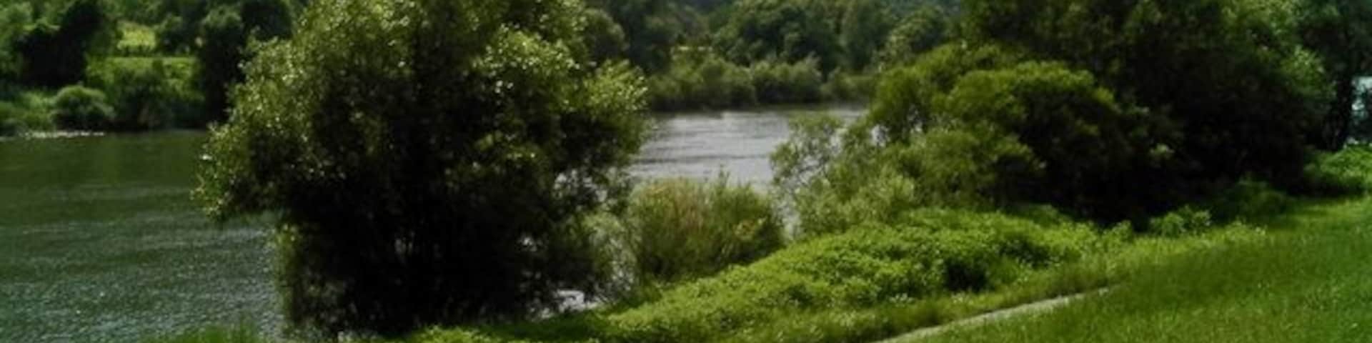 Laubbaum anliegerstaaten vegetation entlang der Mosel