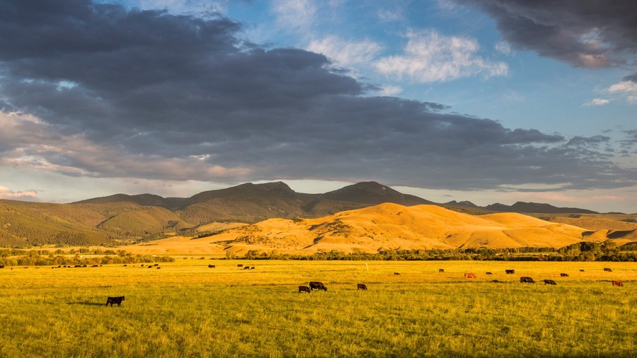 Southwest Montana which includes tranquil scenes, land animals and landscape views