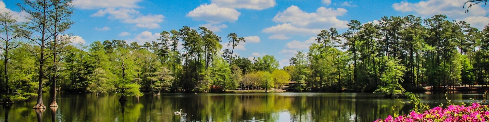 Spring time azaleas at Swan Lake Iris Gardens Sumter, South Carolina