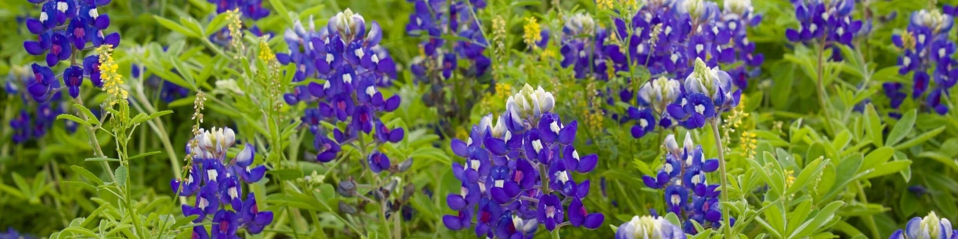 Texas Bluebonnets!